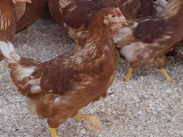 Point of lay pullets for sale in Co. Laois for €12 on DoneDeal