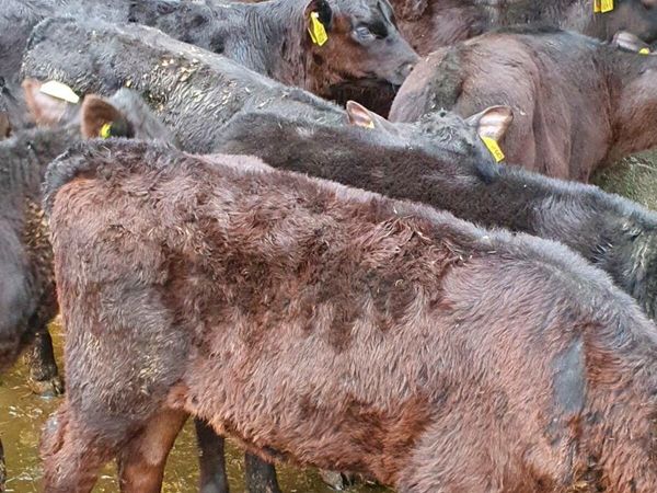 Beef Cattle Ads For Sale in Derry | DoneDeal