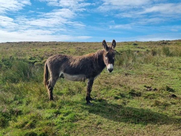 Donkeys Ads For Sale in Ireland | DoneDeal
