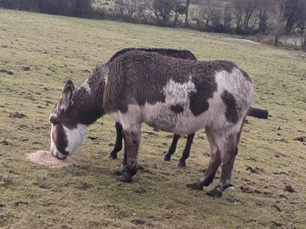 Donkeys Ads For Sale in Ireland | DoneDeal