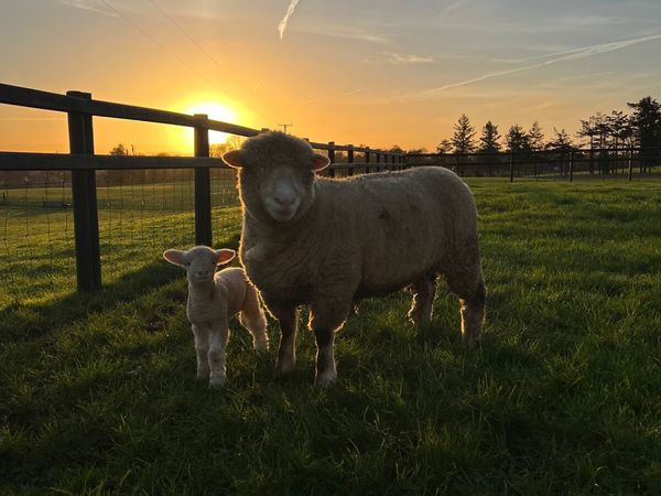 Sheep Ads For Sale in Ulster | DoneDeal
