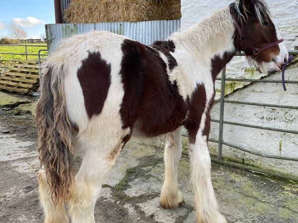 Cobs Ads For Sale in Ireland | DoneDeal