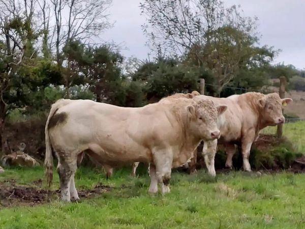 3 Charolais bull calves ****Sold**** for sale in Fermanagh for £330 on ...