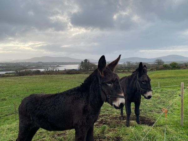 Donkeys Ads For Sale in Ireland | DoneDeal