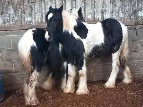 Cobs Ads For Sale in Ireland | DoneDeal