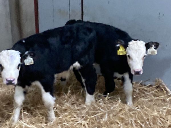 6 bull calves for sale in Fermanagh for £330 on DoneDeal
