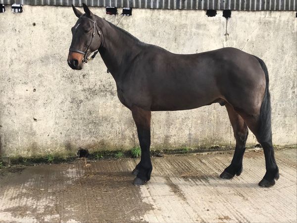 Irish Draught | 59 Horses Ads For Sale in Ireland | DoneDeal