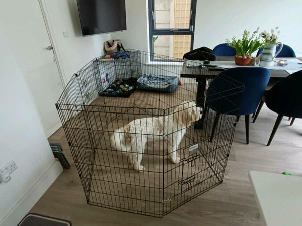 dogs and puppies | 82 All Sections Ads For Sale in Ireland | DoneDeal