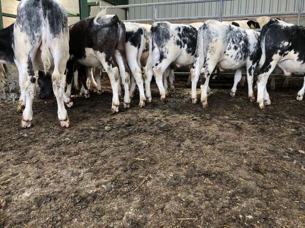 bb bulls | 31 All Sections Ads For Sale in Ireland | DoneDeal