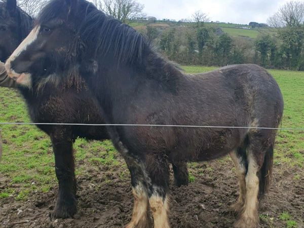 Cobs Ads For Sale in Ireland | DoneDeal