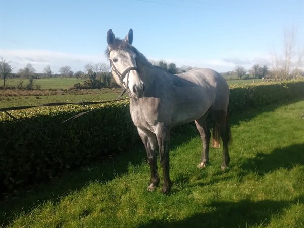 horses | 337 Horses Ads For Sale in Ireland | DoneDeal