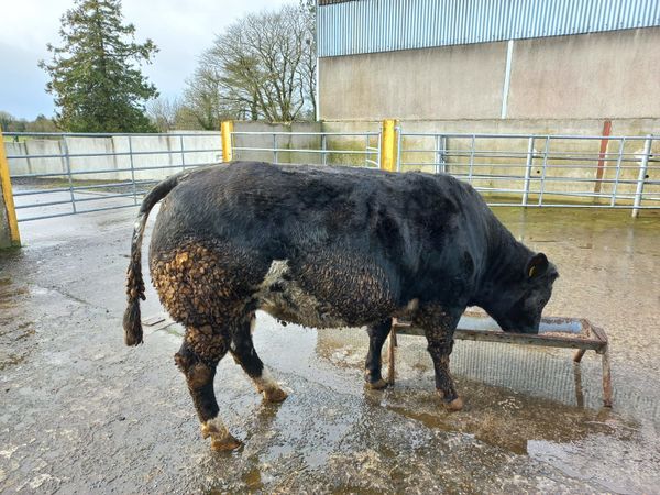 Beef Cattle Ads For Sale in Mayo | DoneDeal