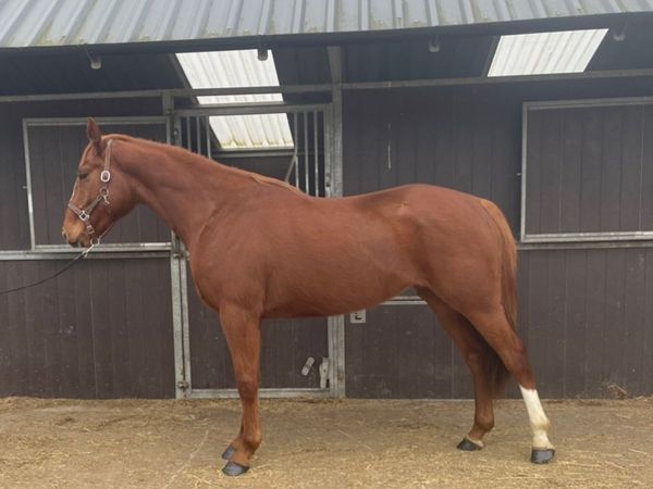 horses for sale | 74 Horses Ads For Sale in Ireland | DoneDeal