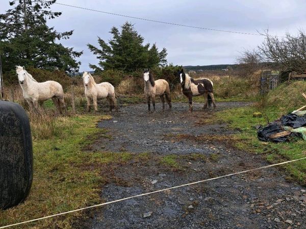 horses for sale in Cork for €12 on DoneDeal