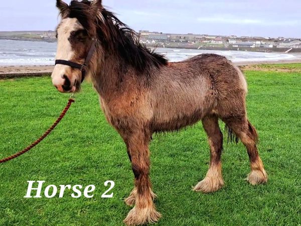 Cobs Ads For Sale in Ireland | DoneDeal