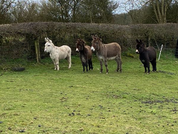 Donkeys Ads For Sale in Ireland | DoneDeal