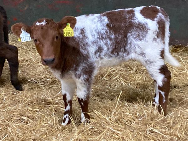 red calves | 110 All Sections Ads For Sale in Ireland | DoneDeal