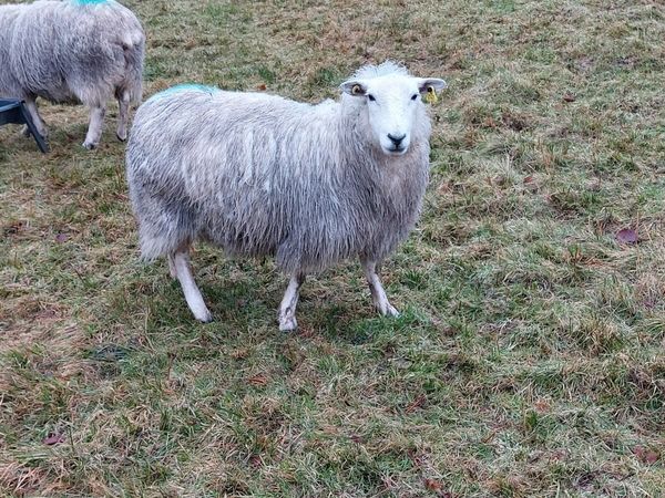 Sheep Ads For Sale in Donegal | DoneDeal