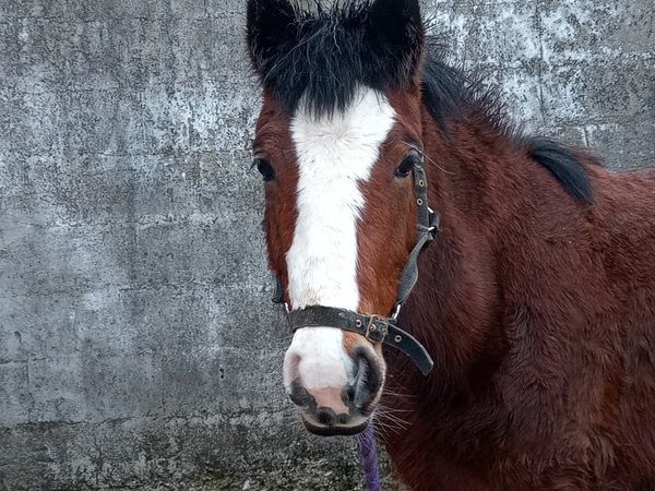 Cobs Ads For Sale in Ireland | DoneDeal