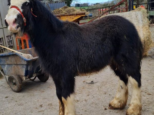 Cobs Ads For Sale in Ireland | DoneDeal