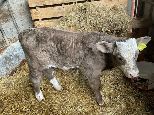 Beef Calf for sale in Kerry for €1 on DoneDeal