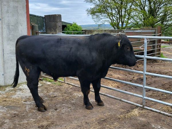 pbr aa bulls | 13 All Sections Ads For Sale in Ireland | DoneDeal