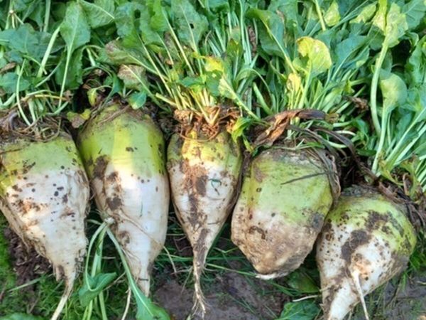 fodder beet chopper for sale | 88 All Sections Ads For Sale in Ireland ...