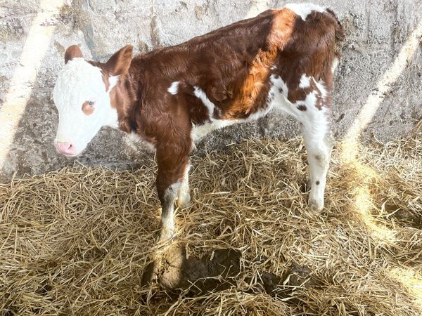 Beef bred calves all out of beef cows for sale in Co. Tyrone for £0 on ...