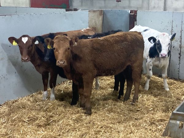 suckler heifers | 188 All Sections Ads For Sale in Ireland | DoneDeal