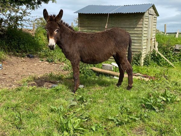 jack donkey | 17 All Sections Ads For Sale in Ireland | DoneDeal