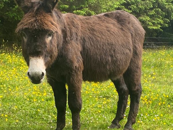 Donkeys Ads For Sale in Ireland | DoneDeal