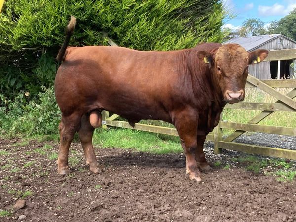 Beef Cattle Ads For Sale in Antrim | DoneDeal
