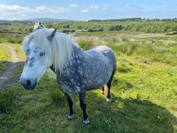 ponies in kerry | 6 All Sections Ads For Sale in Ireland | DoneDeal