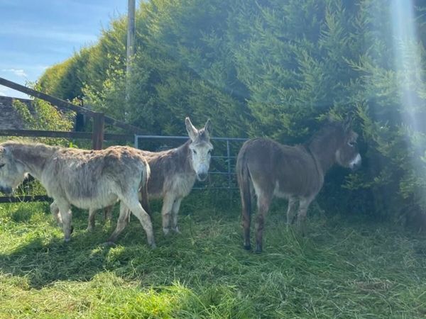 donkeys | 208 All Sections Ads For Sale in Ireland | DoneDeal