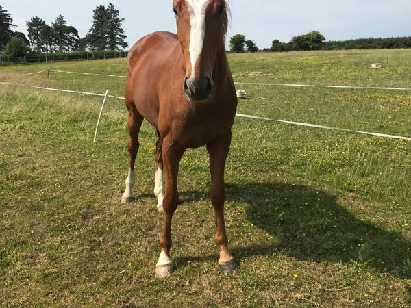 thoroughbred | 74 Horses Ads For Sale in Ireland | DoneDeal