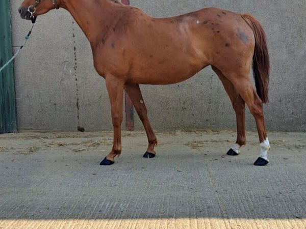 thoroughbred | 74 Horses Ads For Sale in Ireland | DoneDeal