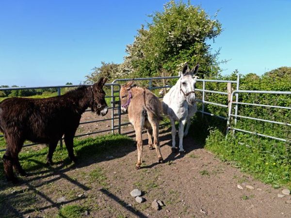 Donkeys Ads For Sale in Ireland | DoneDeal