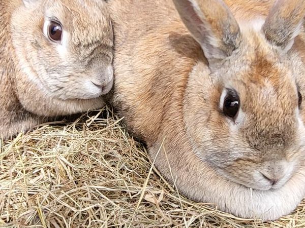 rabbits dublin | 10 All Sections Ads For Sale in Ireland | DoneDeal