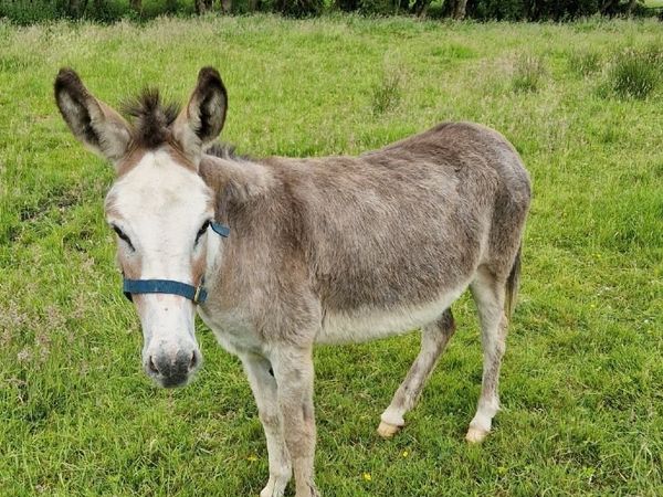jack donkey | 17 All Sections Ads For Sale in Ireland | DoneDeal