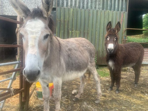 Donkeys Ads For Sale in Ireland | DoneDeal