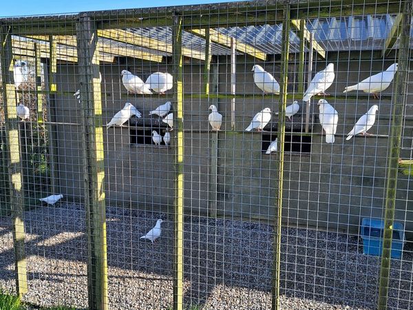 Pure white pigeons for sale in Co. Kilkenny for €20 on DoneDeal
