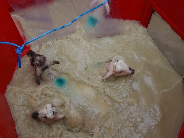 sheep dip bath | 3 All Sections Ads For Sale in Ireland | DoneDeal