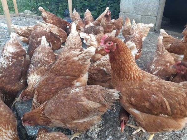 Point of lay pullets (Hens)(Chickens) (Poultry) for sale in Co. Wexford ...