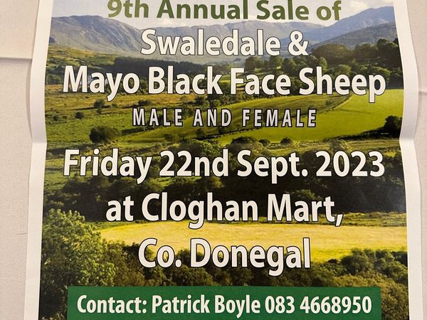 donegal mart | 2 All Sections Ads For Sale in Ireland | DoneDeal