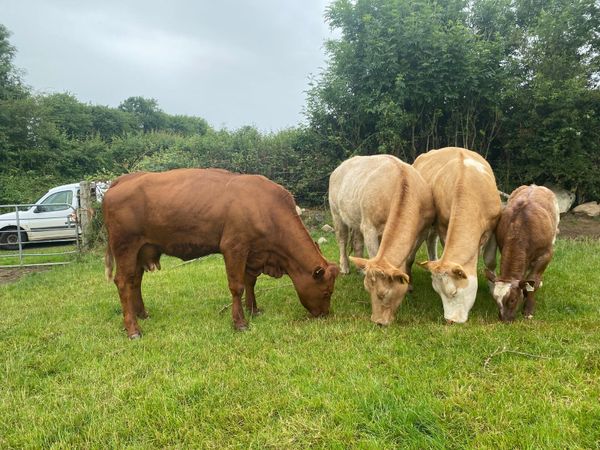 calves | 2,459 Farming Ads For Sale in Ireland | DoneDeal