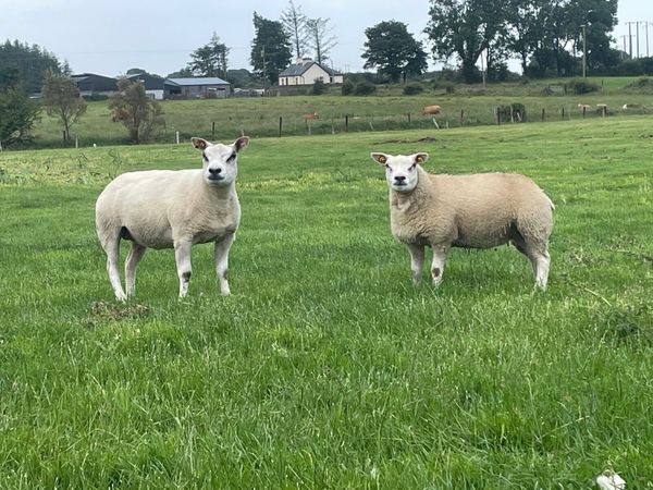 beltex sheep | 12 All Sections Ads For Sale in Ireland | DoneDeal