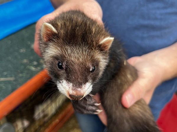 ferret | 25 All Sections Ads For Sale in Ireland | DoneDeal