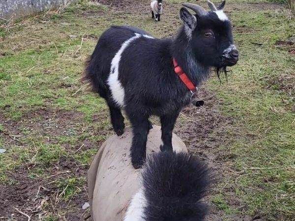 pygmy goats | 101 All Sections Ads For Sale in Ireland | DoneDeal