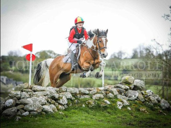 eventing pony | 60 All Sections Ads For Sale in Ireland | DoneDeal