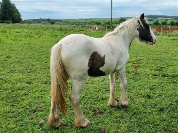 welsh cob for sale | 59 All Sections Ads For Sale in Ireland | DoneDeal